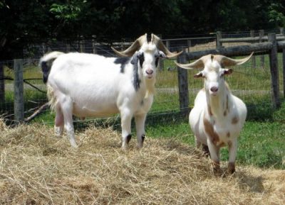 Kiko Goat - Breed Profile - Goat Journal